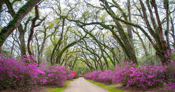 Where to See Louisiana’s Native Azaleas in Bloom